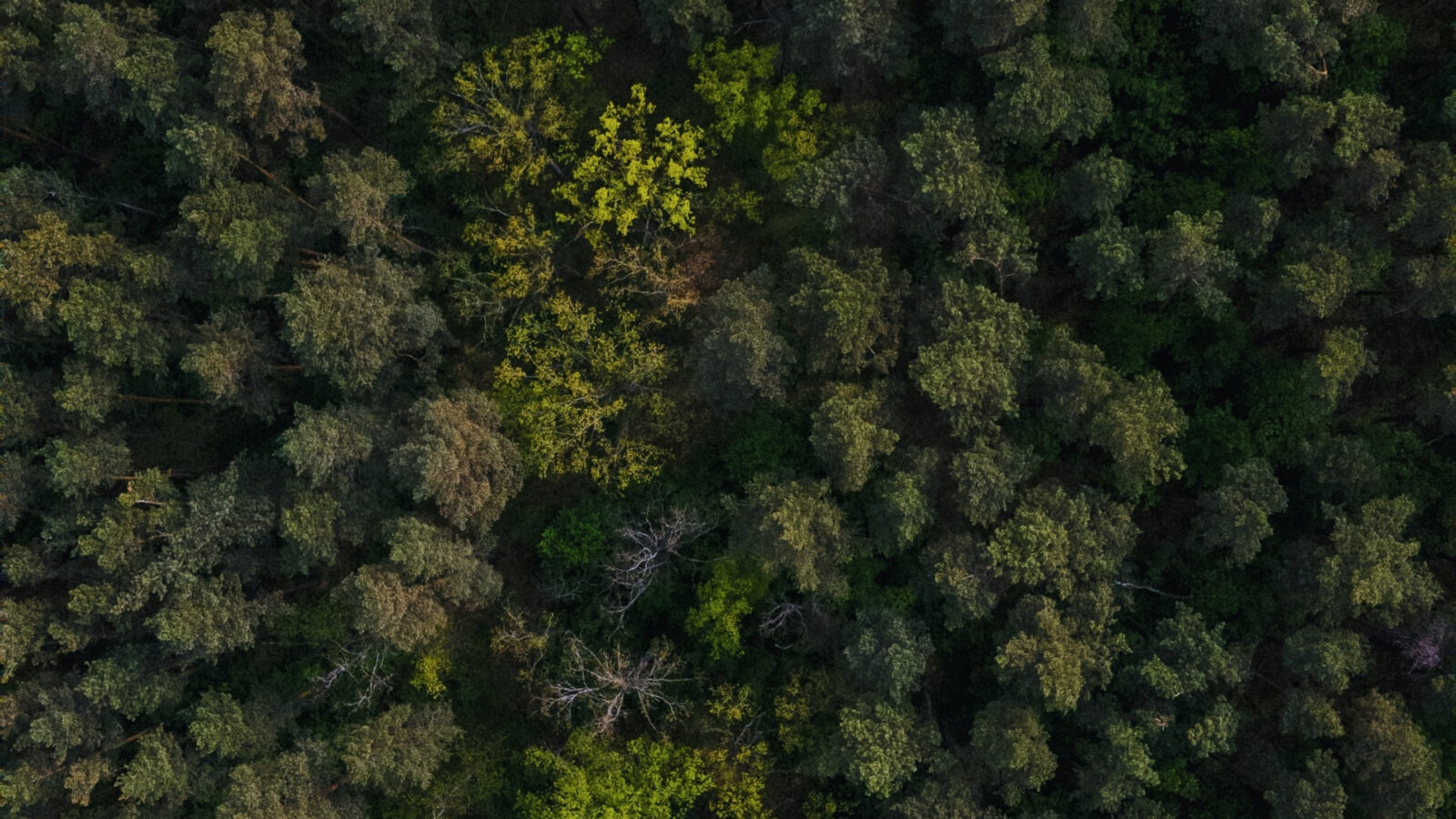 Foresee the future – make the future! - Solar Foods