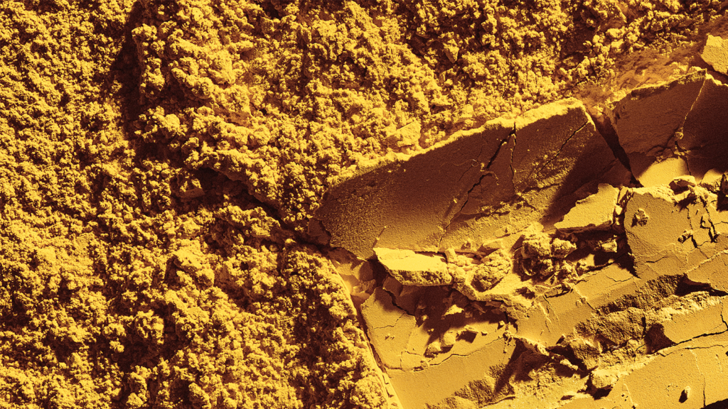 Discovery of the next potato – Solein® - Solar Foods